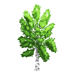 Birch tree @ PixelJoint.com