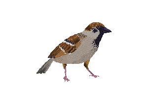 Bird @ PixelJoint.com