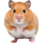 Hamster @ PixelJoint.com