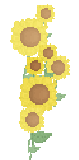 Sunflower @ PixelJoint.com