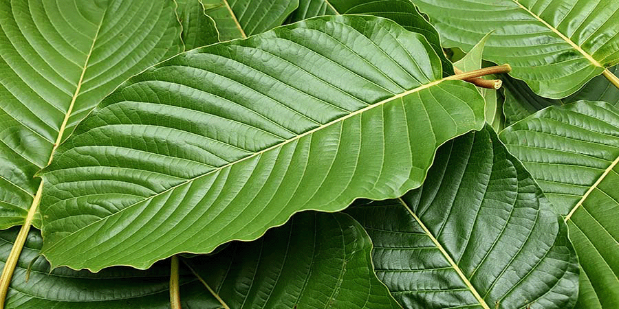 kratom.org - The Most Trusted Kratom Resource @ PixelJoint.com