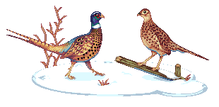 Pheasants @ PixelJoint.com