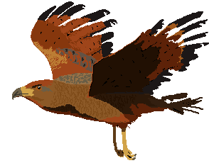 Savanna Hawk @ PixelJoint.com