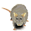 Rat @ PixelJoint.com