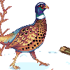 Pheasants @ PixelJoint.com